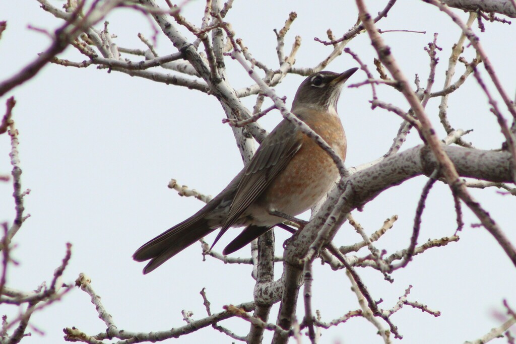 Western Robin from Murray, UT, USA on January 2, 2025 at 10:45 AM by ...