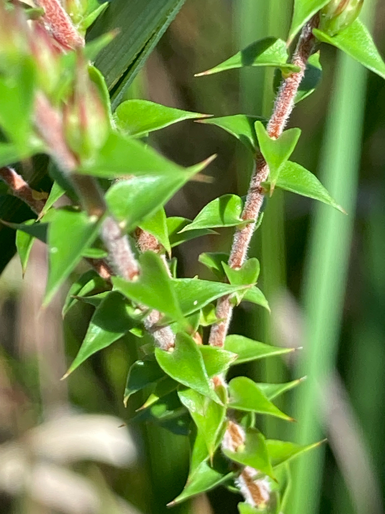 New South Wales Coral Heath from Morgans Gully Tk, Boorook, NSW, AU on ...