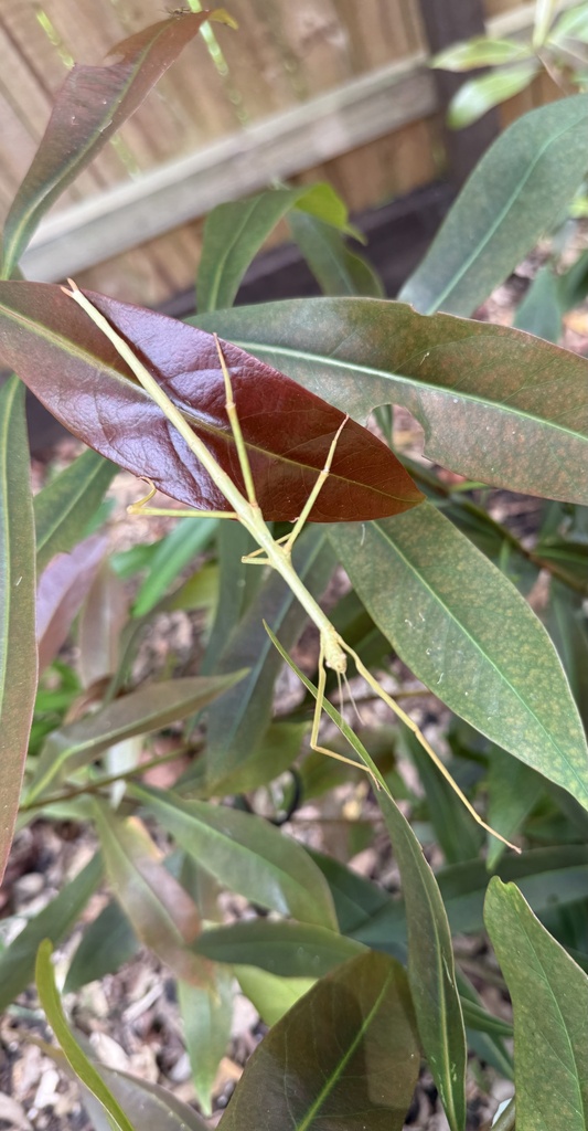 tessellated stick insect from Forest Oak Ct, Tanawha, QLD, AU on ...