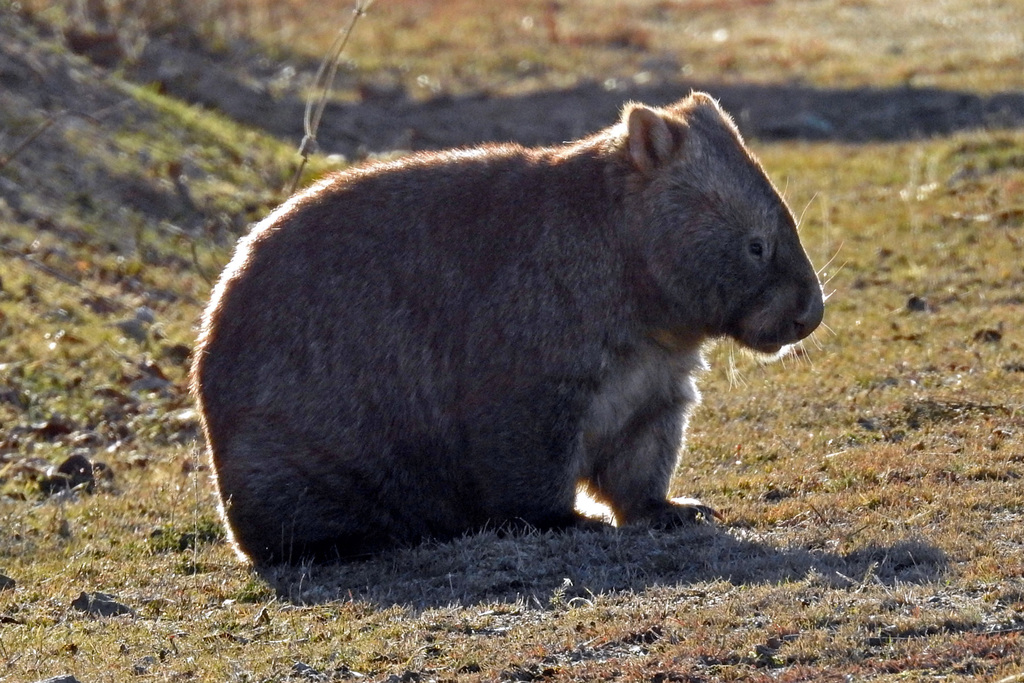 Bare-nosed Wombat from London Bridge Rd, Googong, NSW 2620, Australia ...