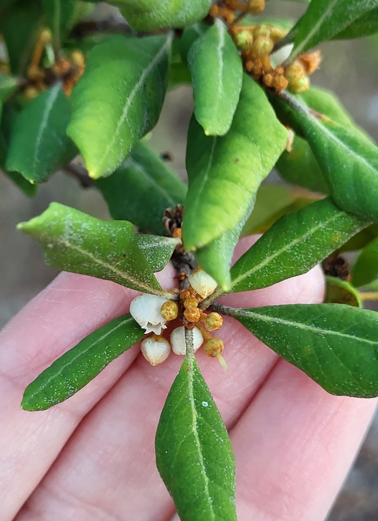 rusty staggerbush in January 2025 by V. Crouton · iNaturalist