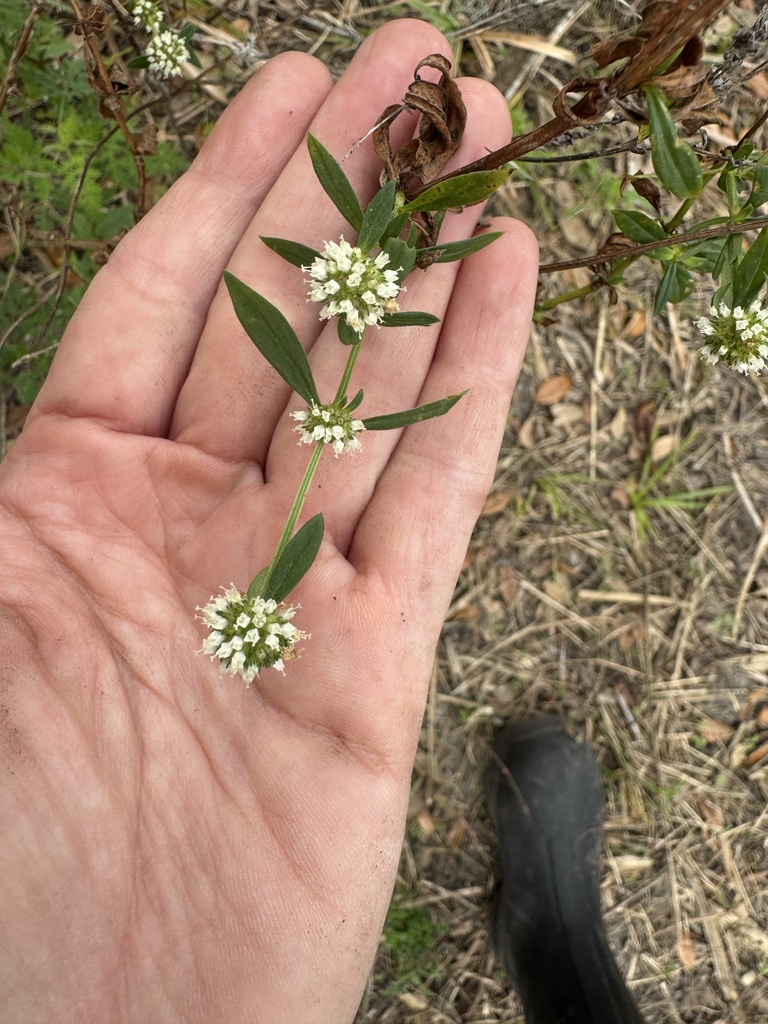 shrubby false buttonweed from N River Rd, Alva, FL, US on January 8 ...