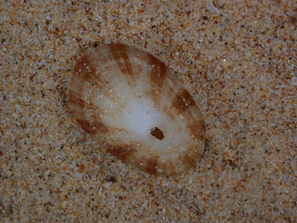 Diodora lineata from Bundagen NSW 2454, Australia on January 9, 2025 at ...