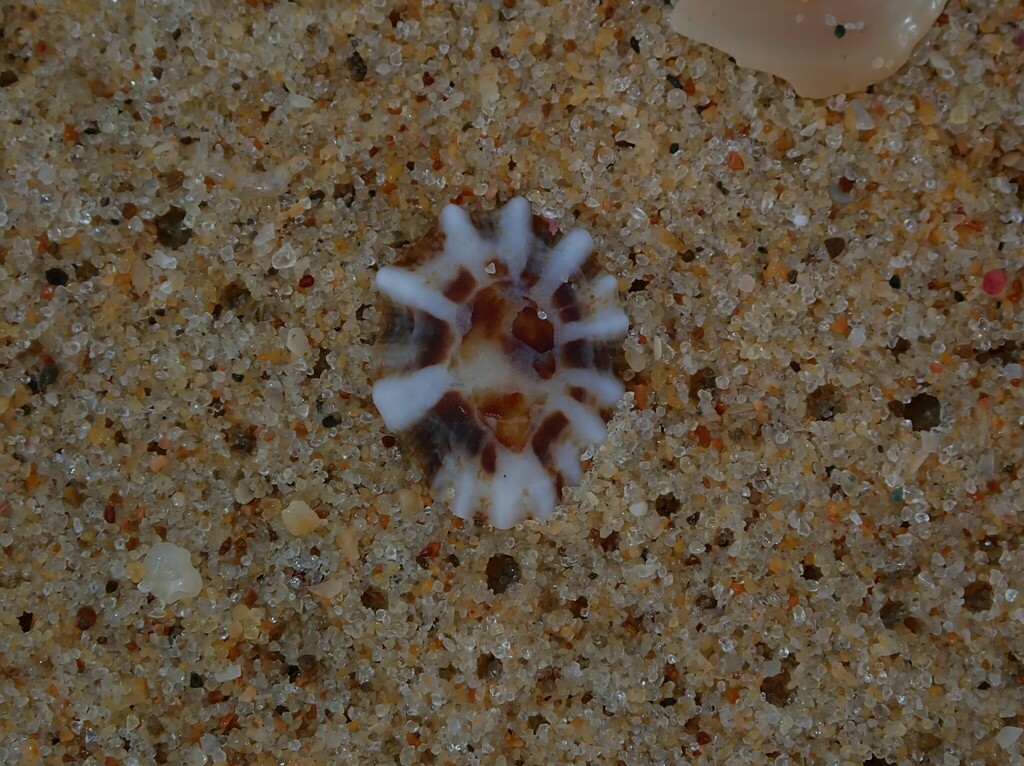 Denticulated Siphon Shell from Bundagen NSW 2454, Australia on January ...