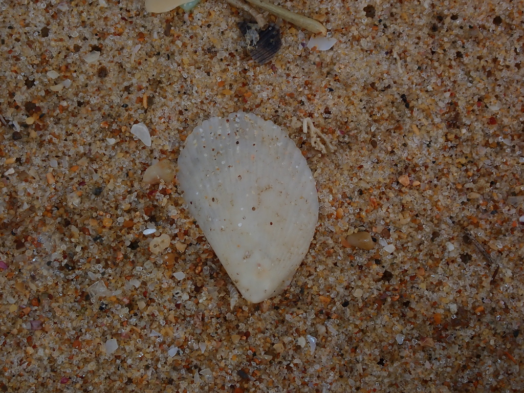 Lima nimbifer from Bundagen NSW 2454, Australia on January 09, 2025 at 08:52 AM by Adrian Gale ...