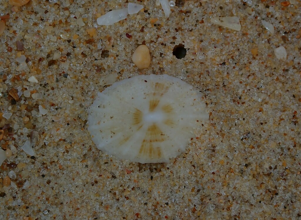 Cap-shaped False Limpet from Bundagen NSW 2454, Australia on January 09 ...