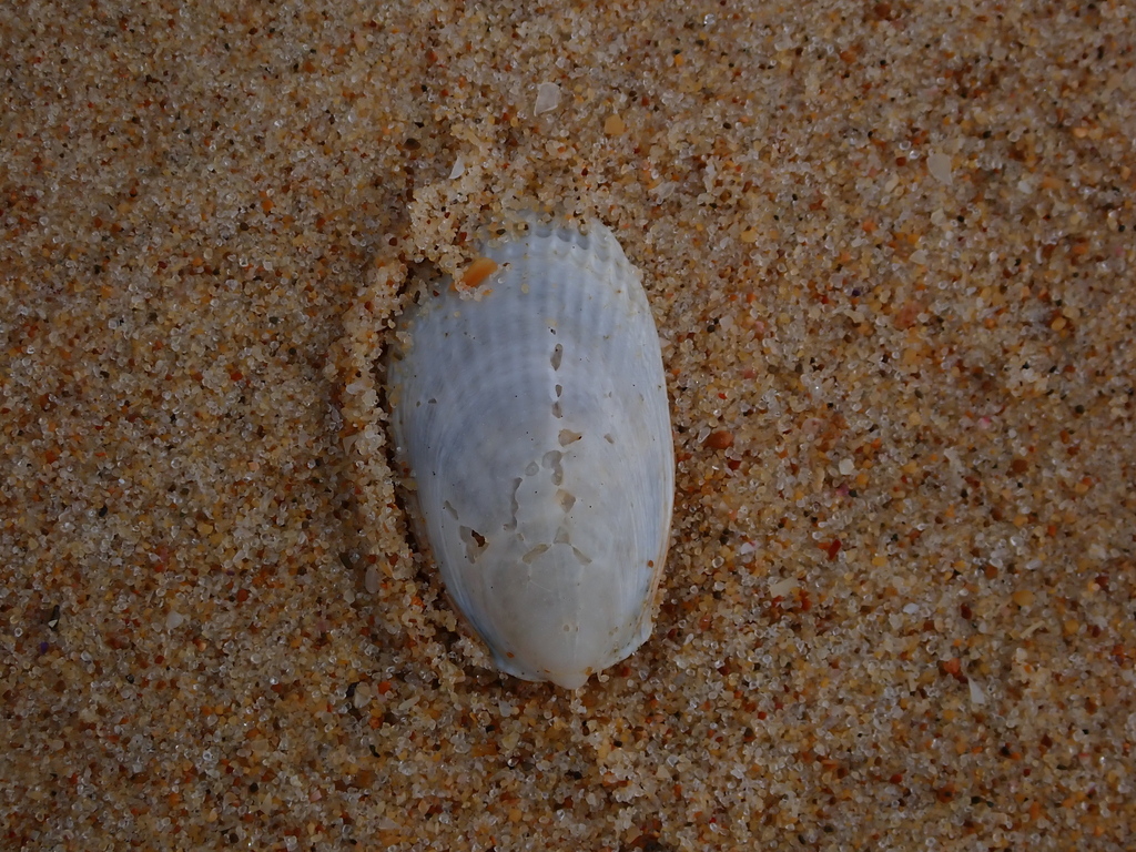 Limatula strangei from Bundagen NSW 2454, Australia on January 09, 2025 at 08:56 AM by Adrian ...