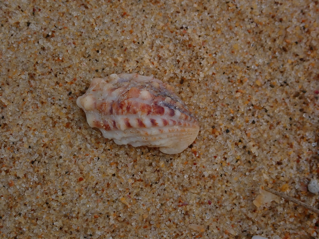 Cardita aviculina from Bundagen NSW 2454, Australia on January 9, 2025 ...