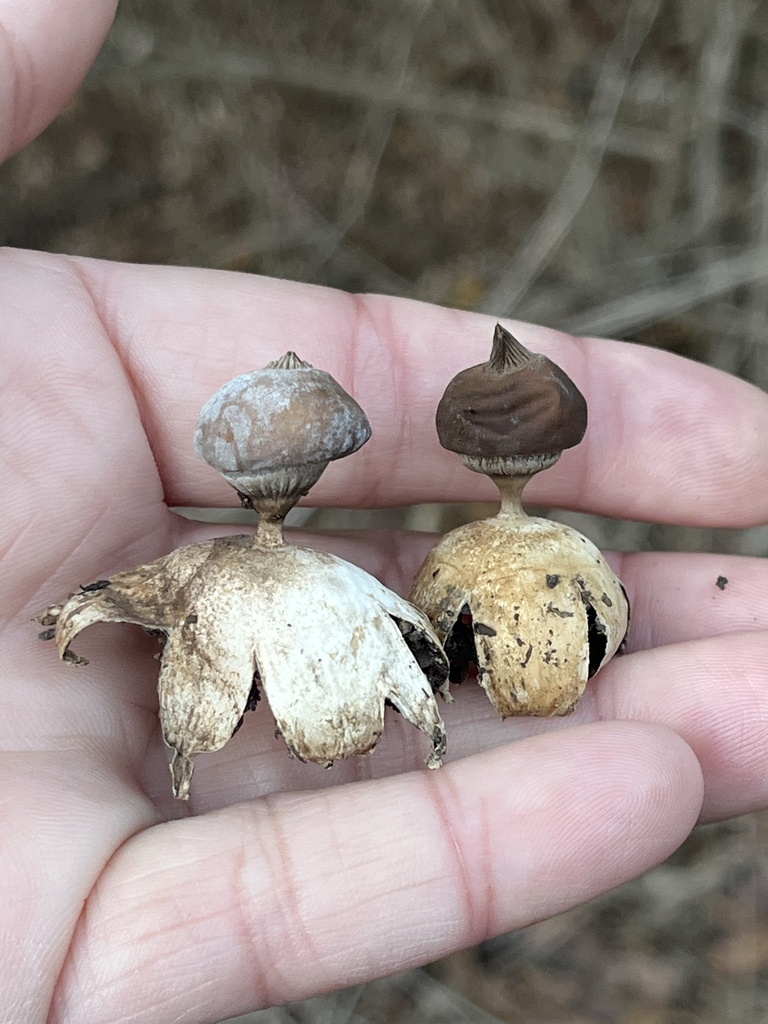 Beaked Earthstar from Tandy Hills Natural Area, Fort Worth, TX, US on ...