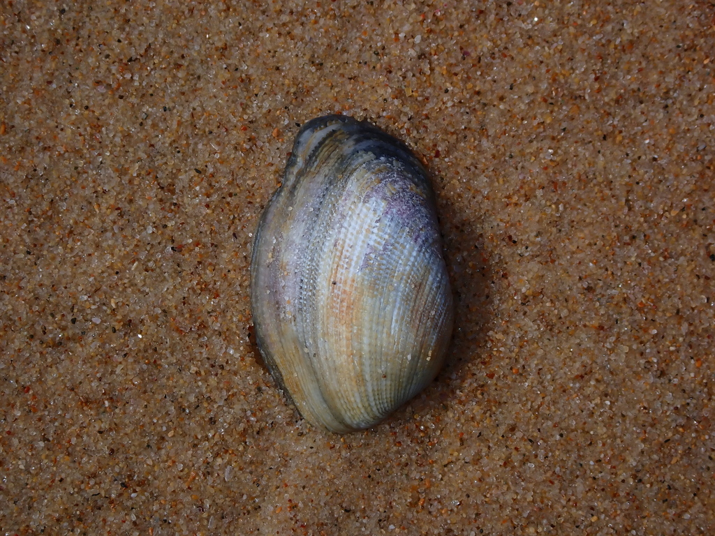 Boring Venus Shell from Bundagen NSW 2454, Australia on January 09 ...