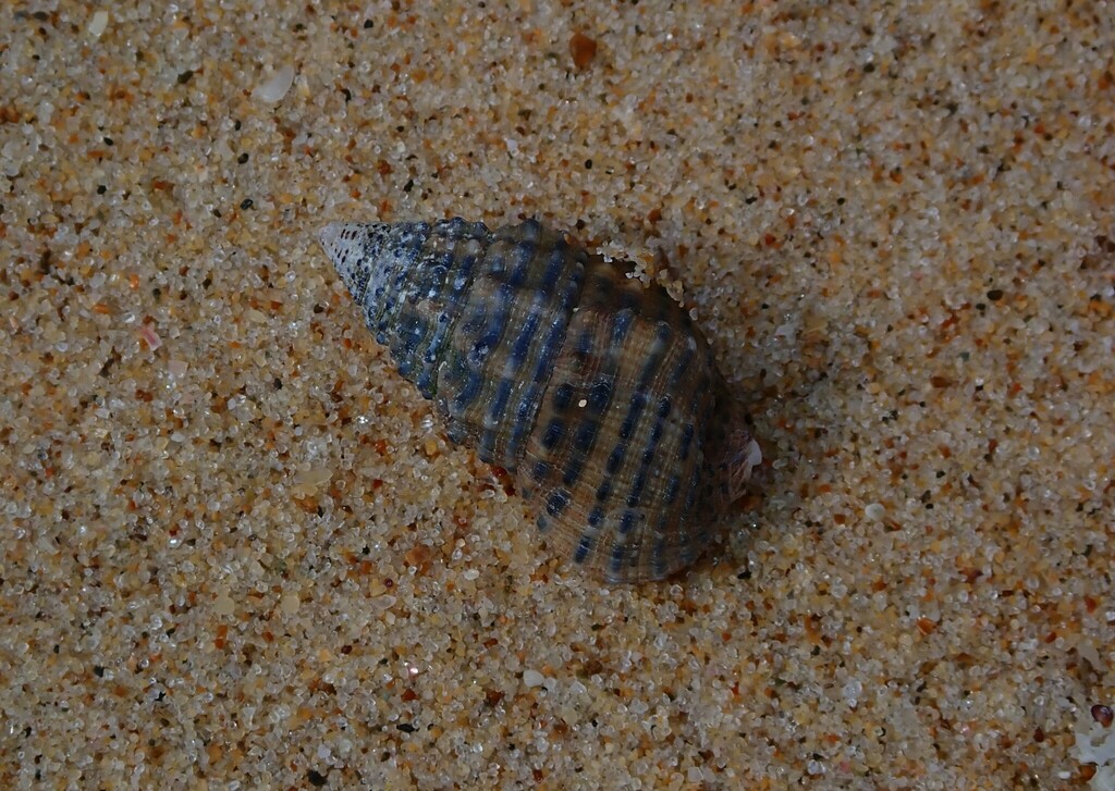 Clypeomorus petrosa from Bundagen NSW 2454, Australia on January 09 ...