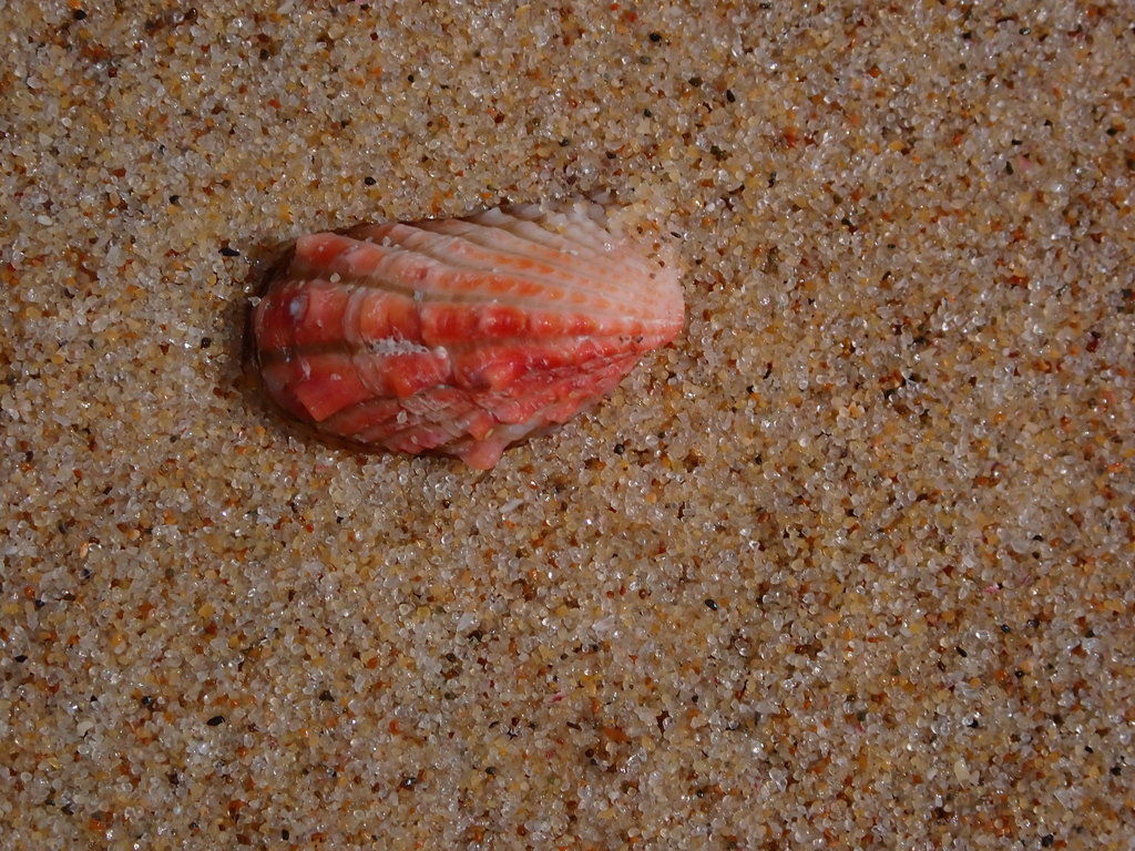 Large-ribbed Cardita from Bundagen NSW 2454, Australia on January 09 ...