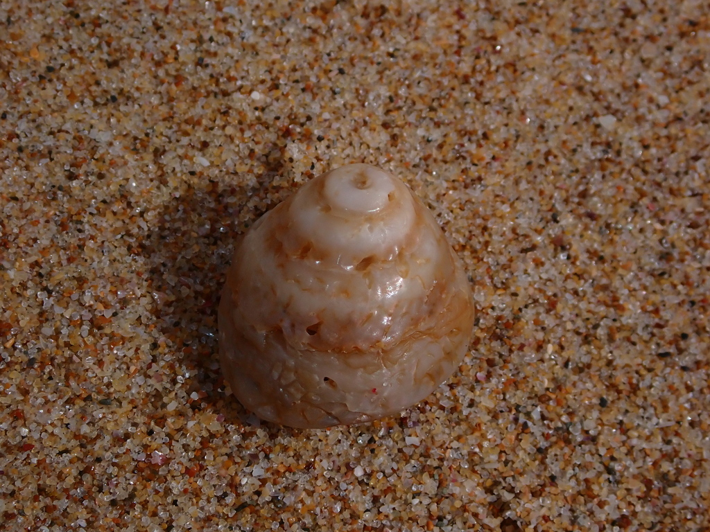 scaly small star from Bundagen NSW 2454, Australia on January 09, 2025 ...