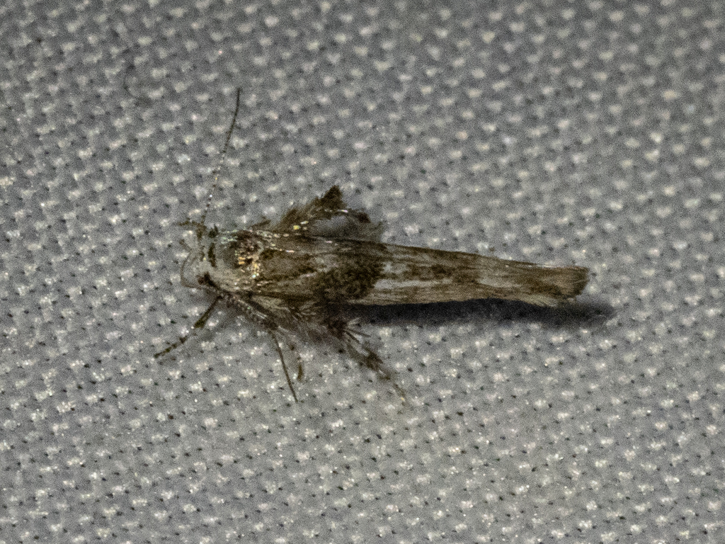 Stathmopoda from Arrow Junction 9371, New Zealand on January 8, 2025 at ...