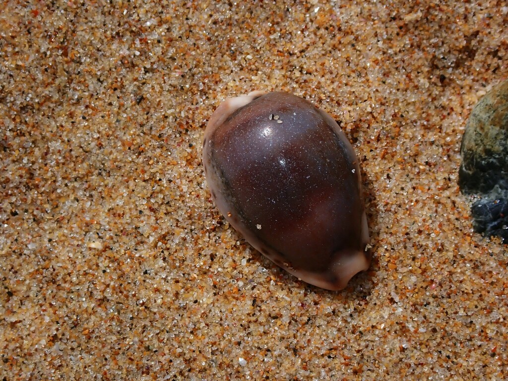yellow-toothed cowrie from Bundagen NSW 2454, Australia on January 09 ...