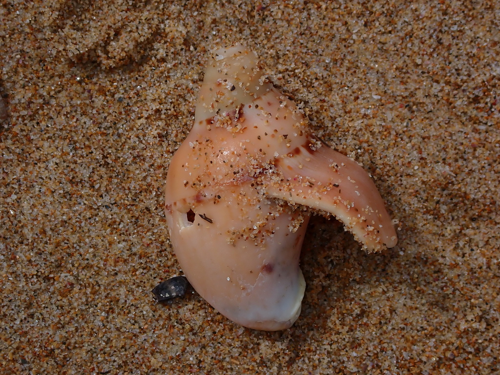 Magnificent Volute from Bundagen NSW 2454, Australia on January 9, 2025 ...