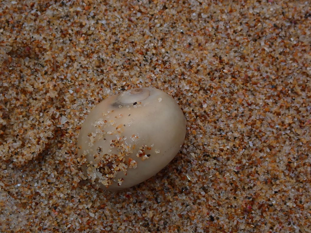 Bladder Moon Snail from Bundagen NSW 2454, Australia on January 09 ...
