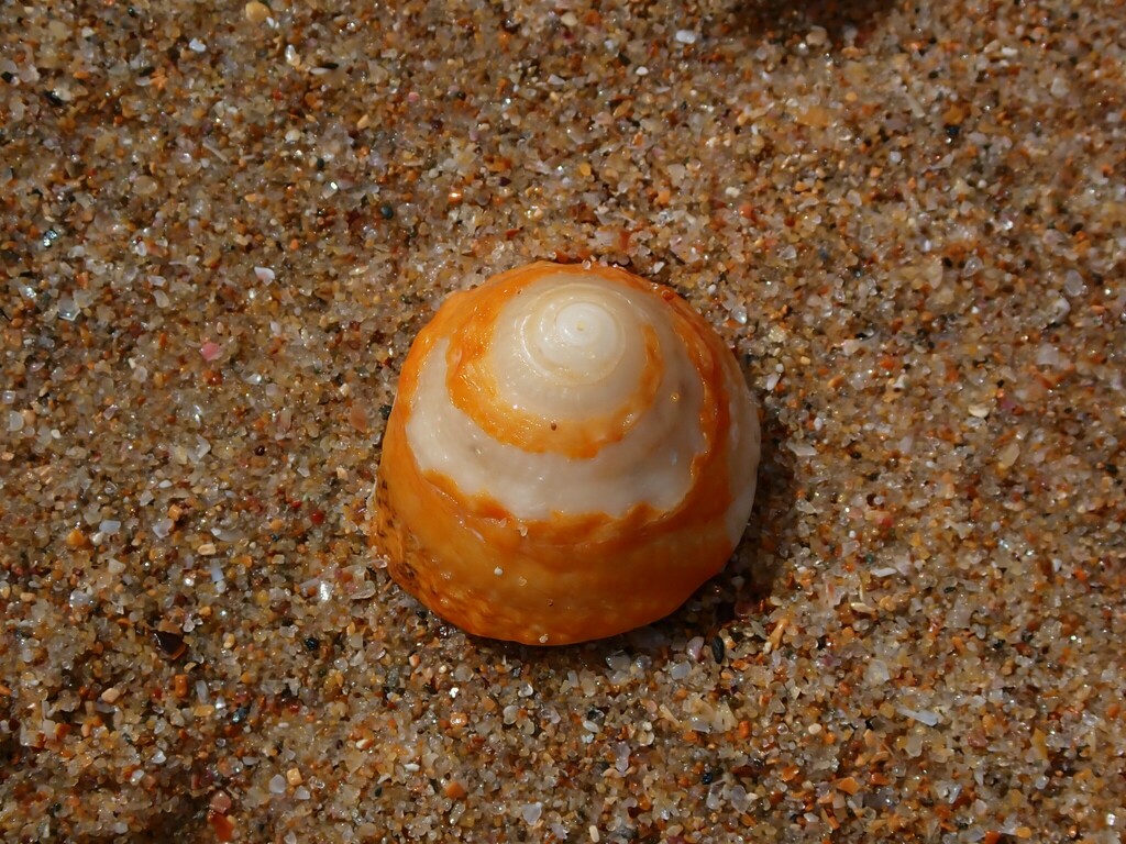 scaly small star from Bundagen NSW 2454, Australia on January 09, 2025 ...