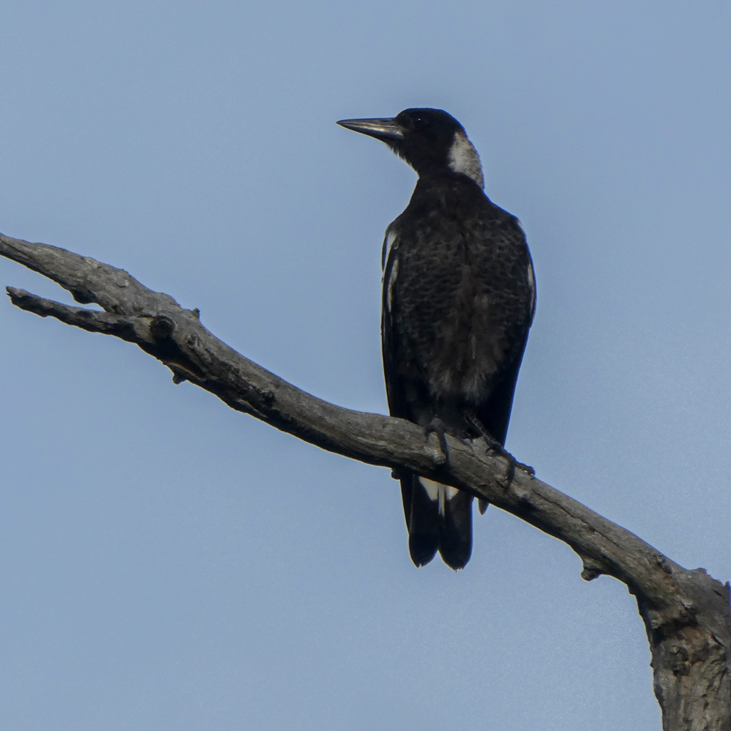 Southeastern White-backed Magpie from Blackburn Lake Sanctuary VIC 3130 ...