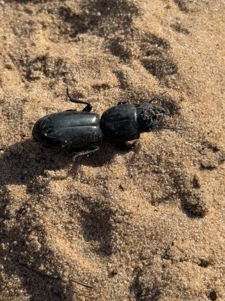 Ground Beetles in January 2025 by Nicole Kearney · iNaturalist