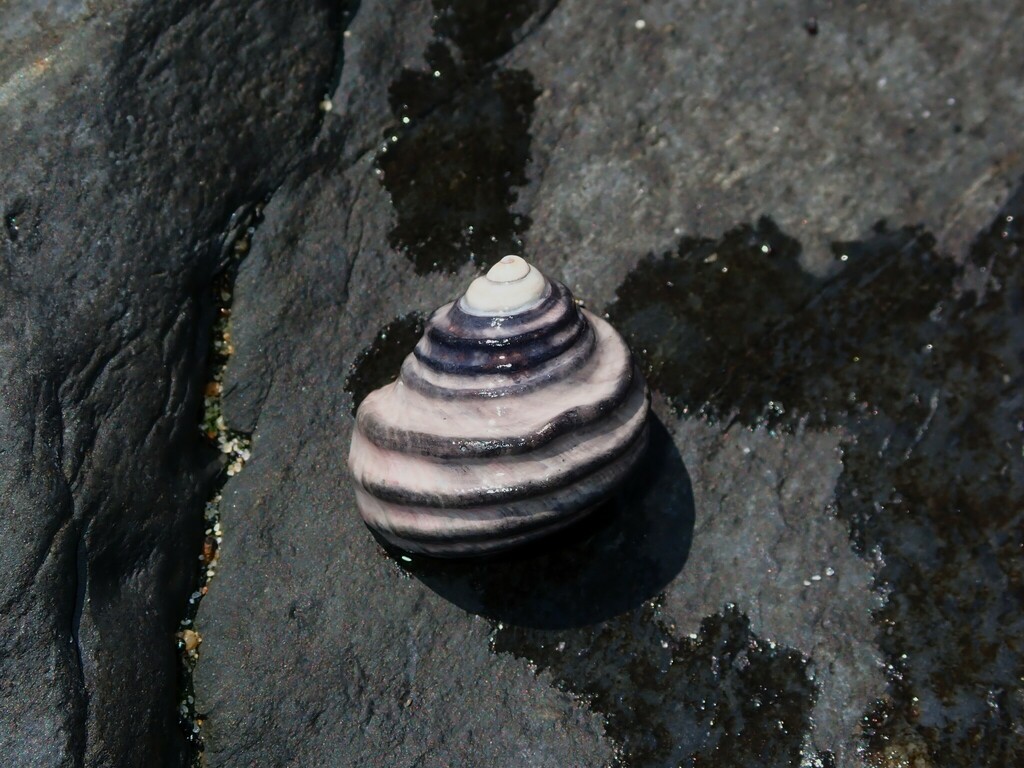 Southern ribbed top snail from Bundagen NSW 2454, Australia on January ...