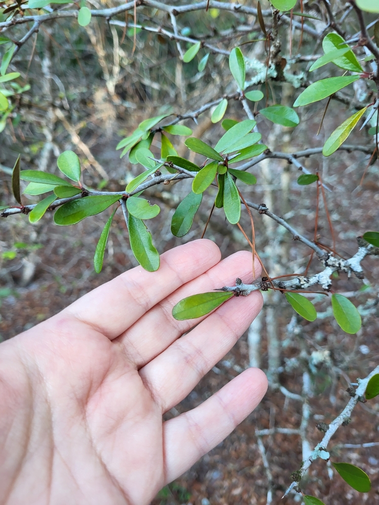 Tough Bully in January 2025 by V. Crouton · iNaturalist