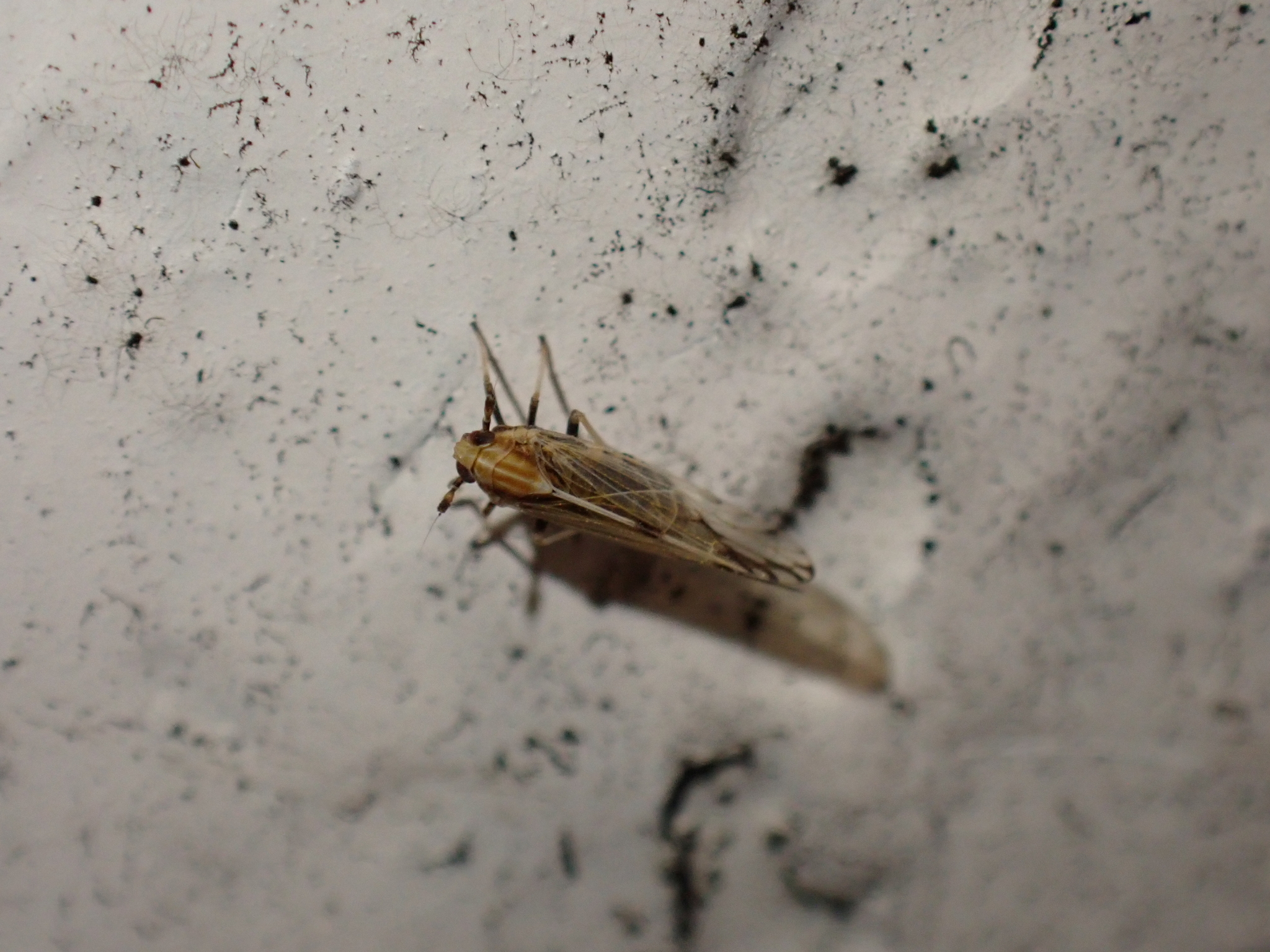 Peregrinus maidis | Insect Vectors of Plant Disease