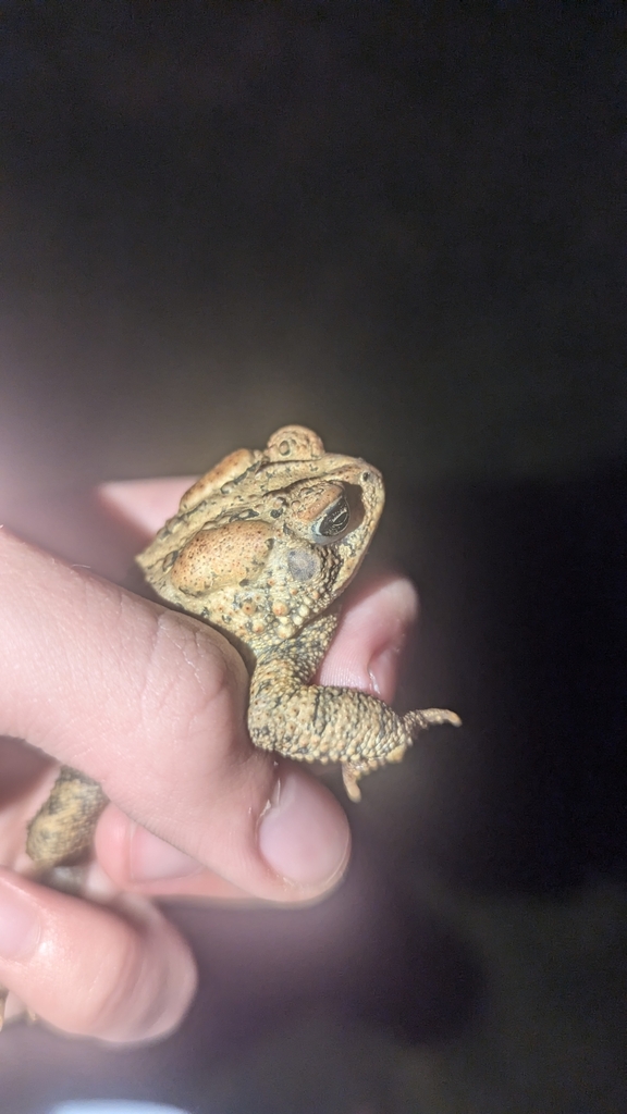American Toad from St. Andrews Place, Overland Park, KS, USA on August ...