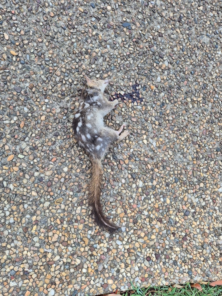 Northern Quoll from Rosslyn QLD, Australia on January 8, 2025 at 06:18 ...