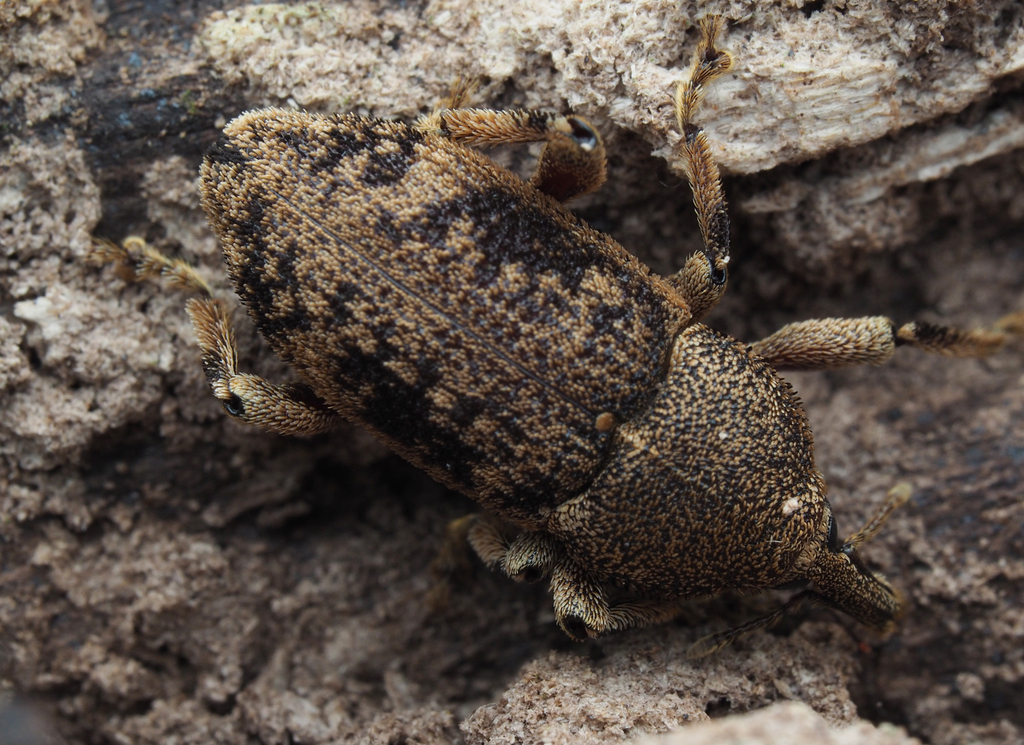 Strongylopterus hylobioides from Oropi 3173, New Zealand on January 8 ...