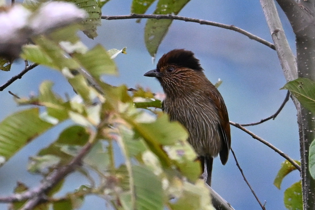 Striated Laughingthrush in December 2024 by 桃子 · iNaturalist