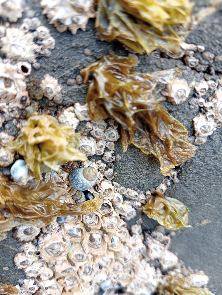 New Zealand Blue-banded Periwinkle from XV9C+J2, Pukerua Bay, Porirua ...