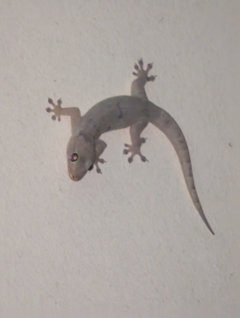 Dubious Dtella from Tagai State College (Yam Island Campus), Iama ...