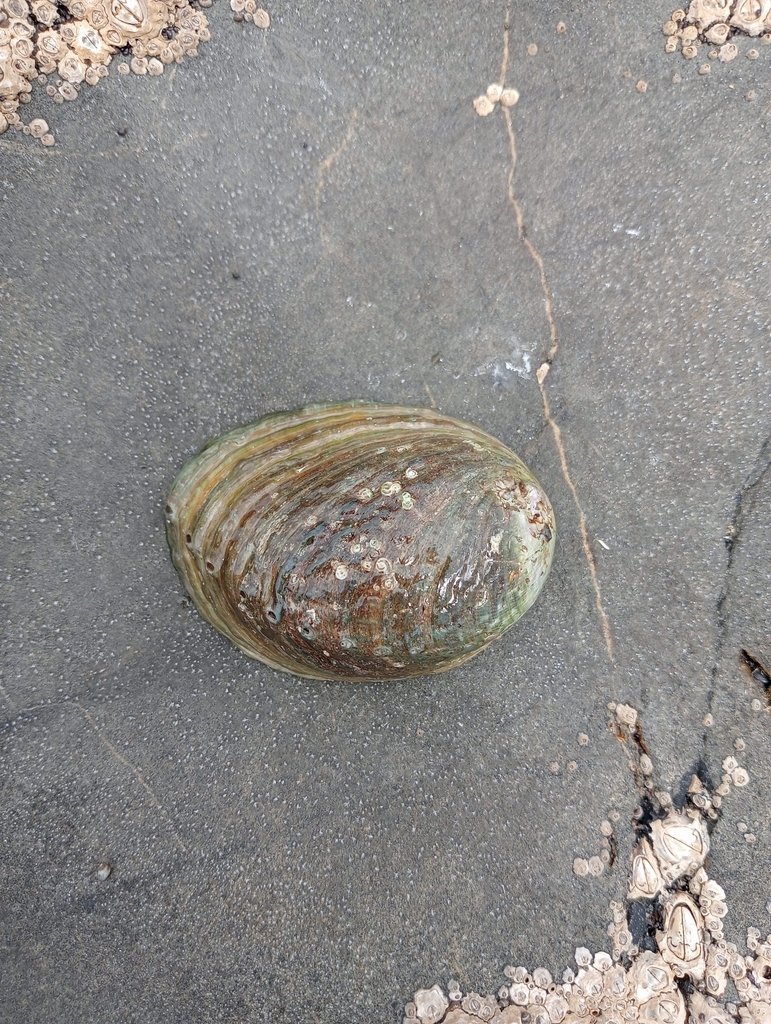 Blackfoot Paua from Pukerua Bay, Porirua, New Zealand on January 9 ...