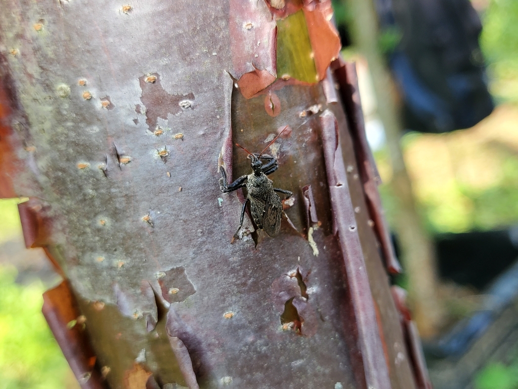 Bee Assassins from 68446 Oax., México on September 20, 2024 at 09:44 AM ...