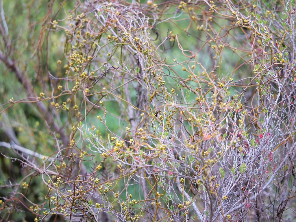 Dodder Laurels from Ashbourne SA 5157, Australia on January 9, 2025 at ...