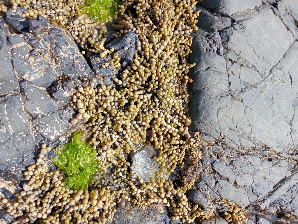 Neptune's necklace from Pukerua Bay, Porirua, New Zealand on January 9 ...