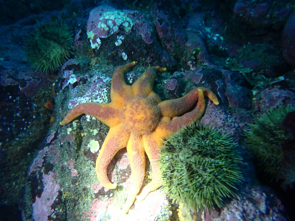 Purple Sun Star in January 2025 by Carter Urnes · iNaturalist