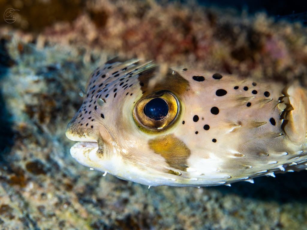 Longspined Porcupinefish from North Pacific Ocean, Mākaha, HI, US on ...