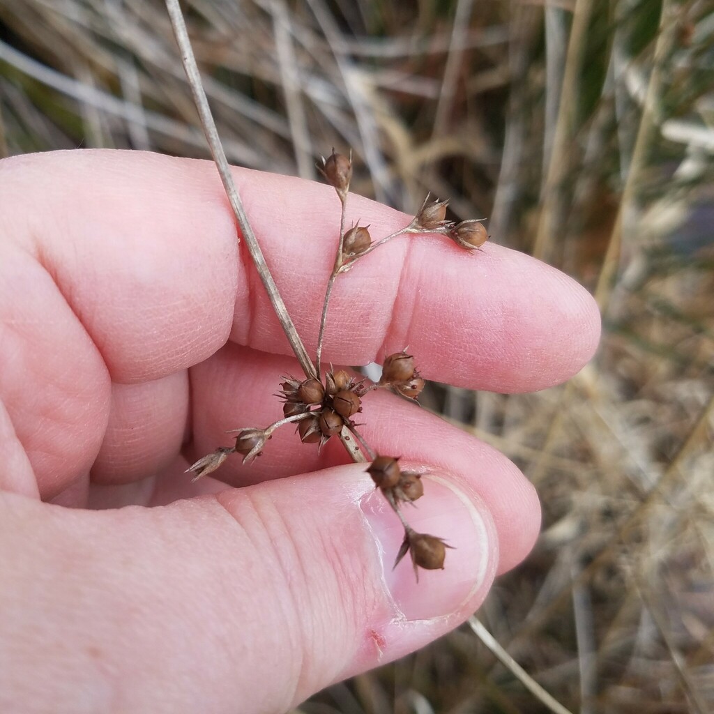 Leathery Rush from Taliaferro County, GA, USA on January 6, 2025 at 02: ...