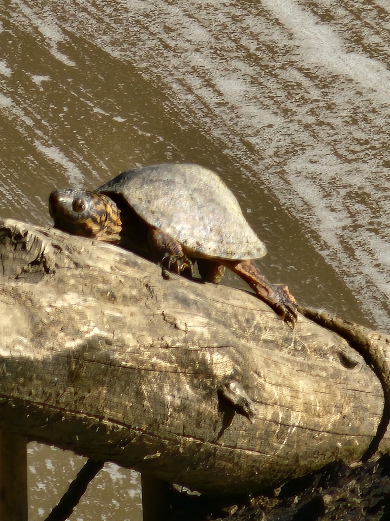 Stripe-necked Musk Turtle from Columbus AFB, MS 39701, USA on December ...