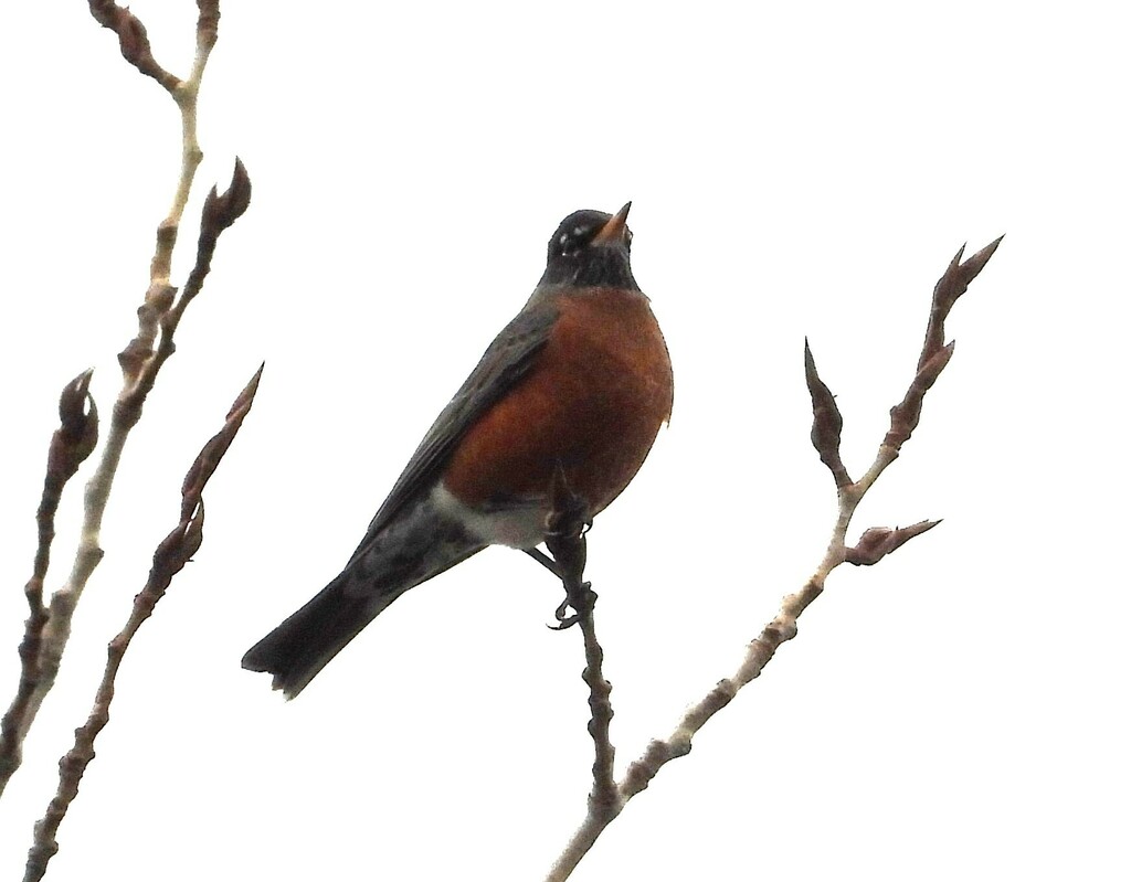 American Robin from Yakima County, WA, USA on January 8, 2025 at 03:34 ...