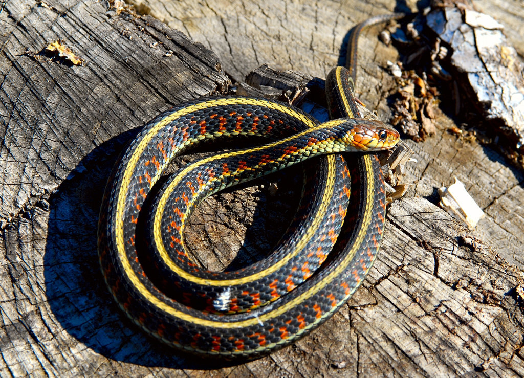 Red-spotted Garter Snake (Thamnophis sirtalis concinnus) - Snakes and ...