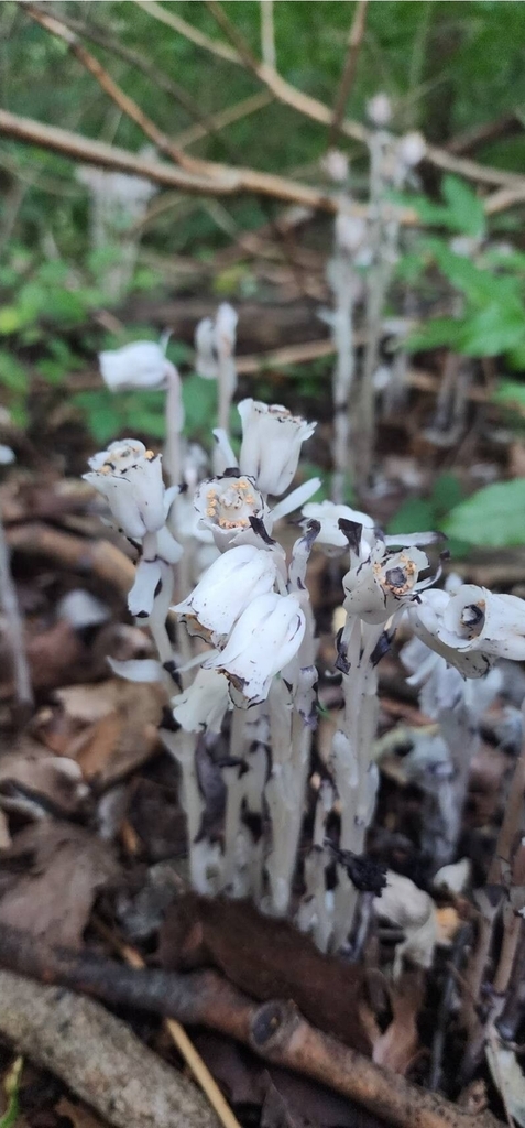 Ghost Pipe from Pipestone Township, MI, USA on August 19, 2024 at 08:06 ...