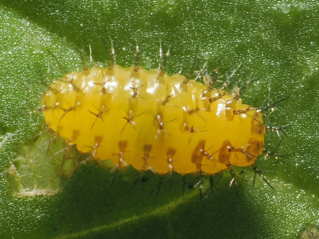 Hadda Beetle from Brisbane QLD, Australia on January 08, 2025 at 05:23 ...