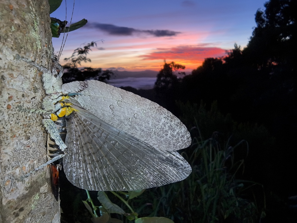 Sathrophyllia femorata from Sabah, Malaysia on December 23, 2024 at 06: ...