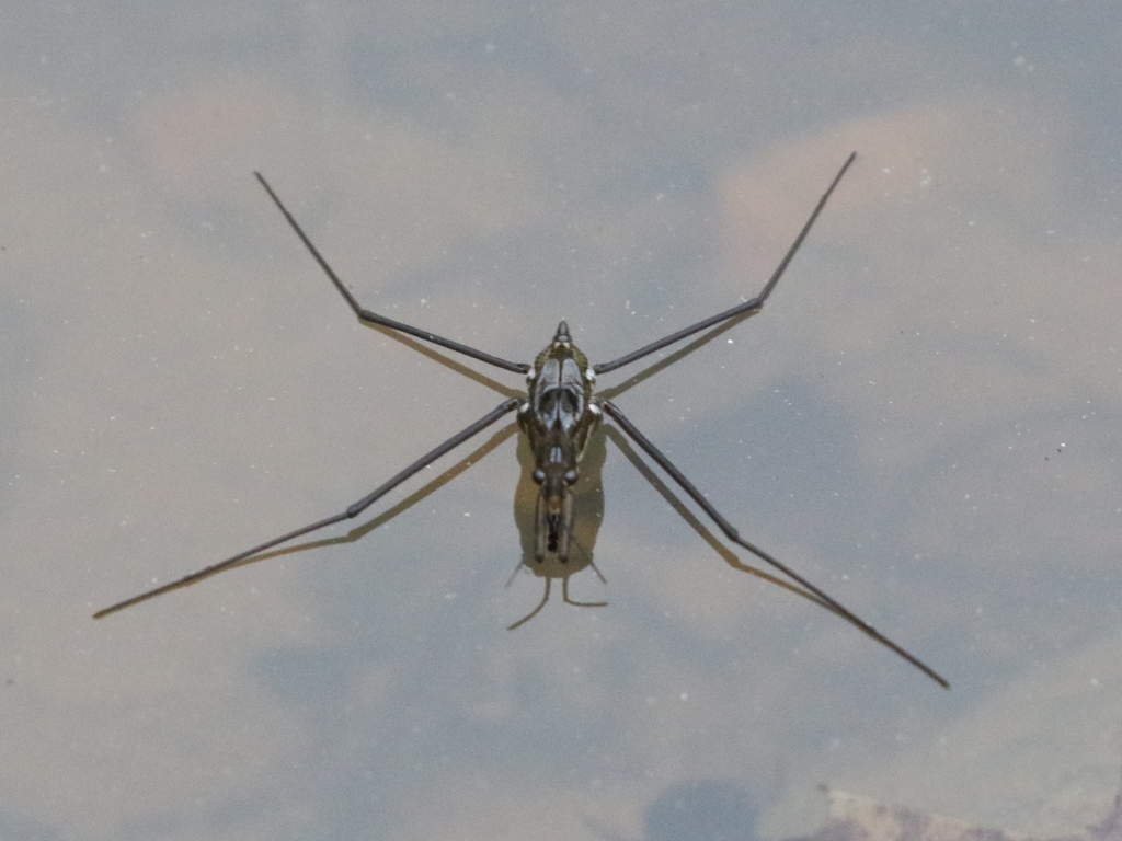 North American Common Water Strider from Napa County, CA, USA on April ...