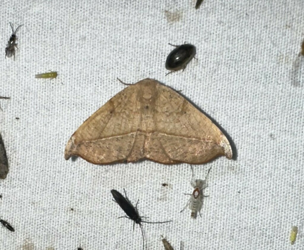 Juniper Geometer Moth from Along Ijams Branch, off of Co. Rd. 275 ...