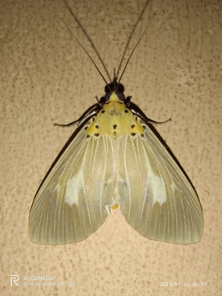 Kanara Tiger Moth from QH5C+72, Panoor, Kerala 670692, India on January ...