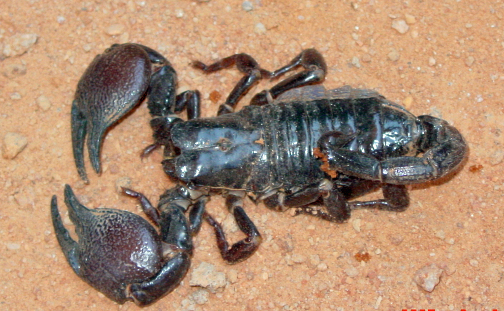 Tanzanian Red Clawed Scorpion from Tabora, Tanzania on August 03, 2005 at 05:10 PM by Sue Jaggar ...